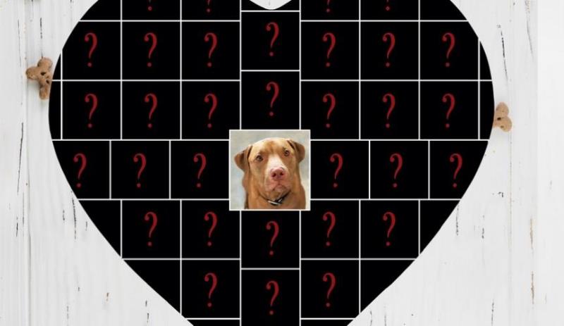 Foto do seu cão pode estampar capa de livro - Promoview - Insights ...